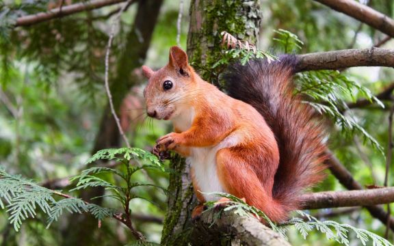 Wildlife and animal observation in the Dolomites