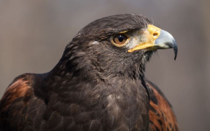 Wildlife and animal observation in the Dolomites