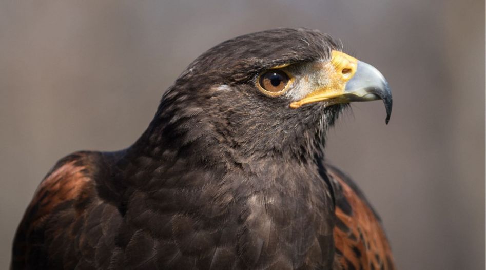 Wildlife and animal observation in the Dolomites
