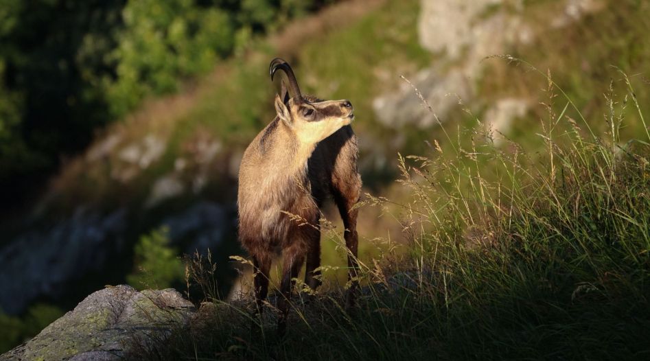 Wildlife and animal observation in the Dolomites