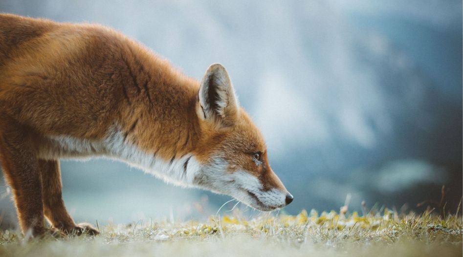 Wildlife and animal observation in the Dolomites